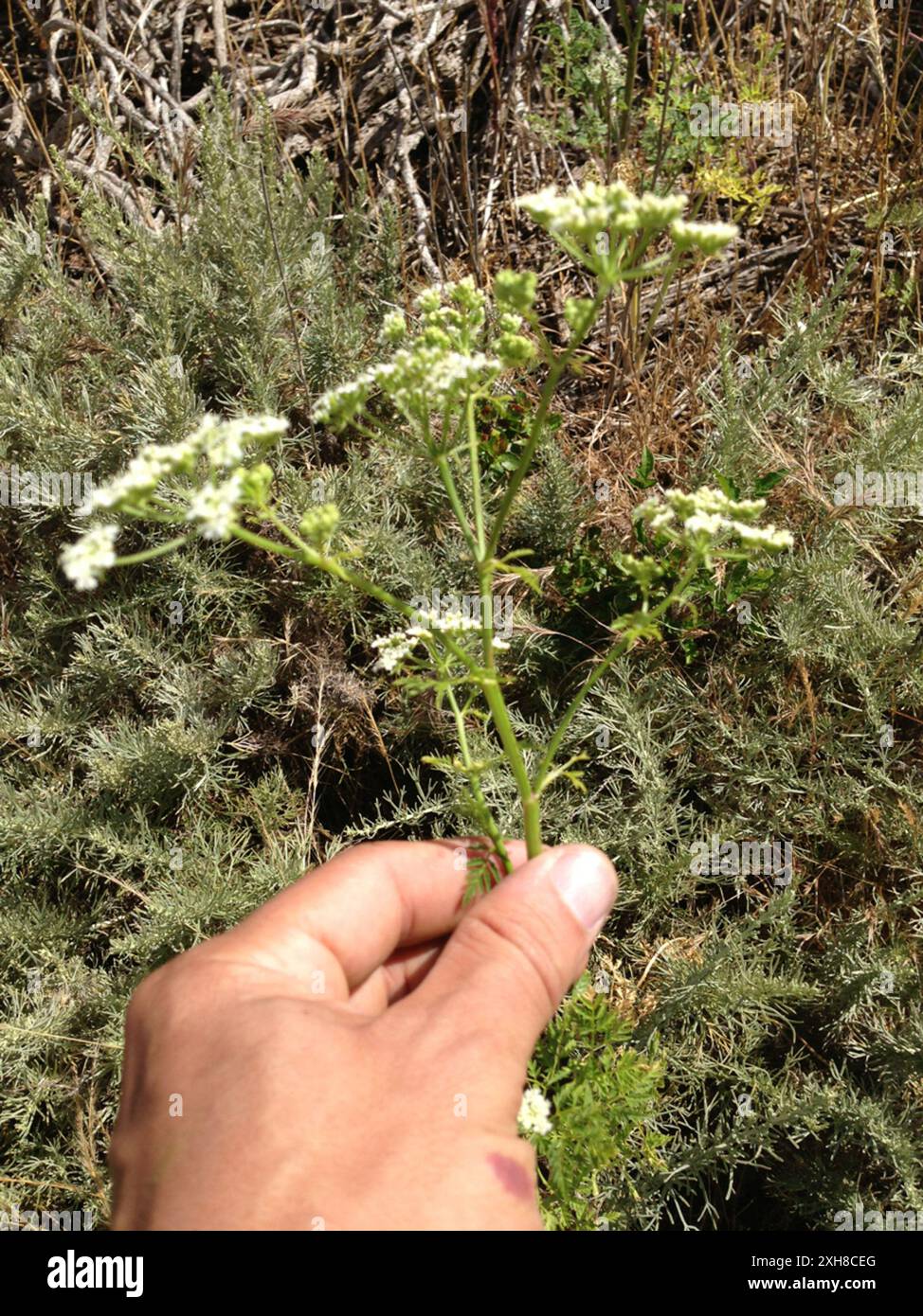 poison hemlock (Conium maculatum) Milagra Ridge, Pacifica, California ...