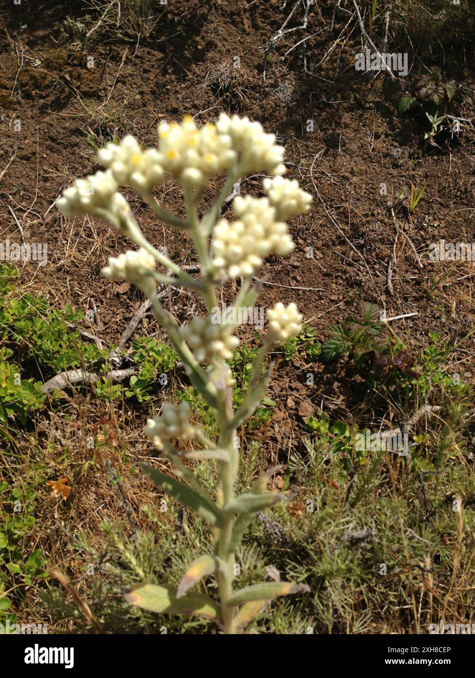 rabbit-tobaccos (Pseudognaphalium) Milagra Ridge, Pacifica, California ...