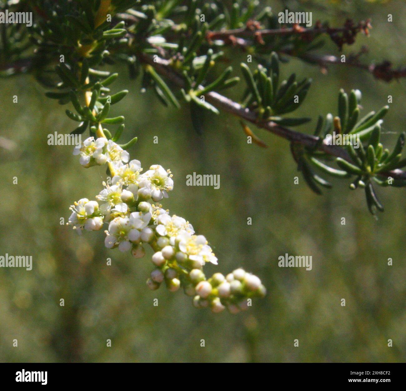 chamise (Adenostoma fasciculatum) Sky Londa, California, United States ...