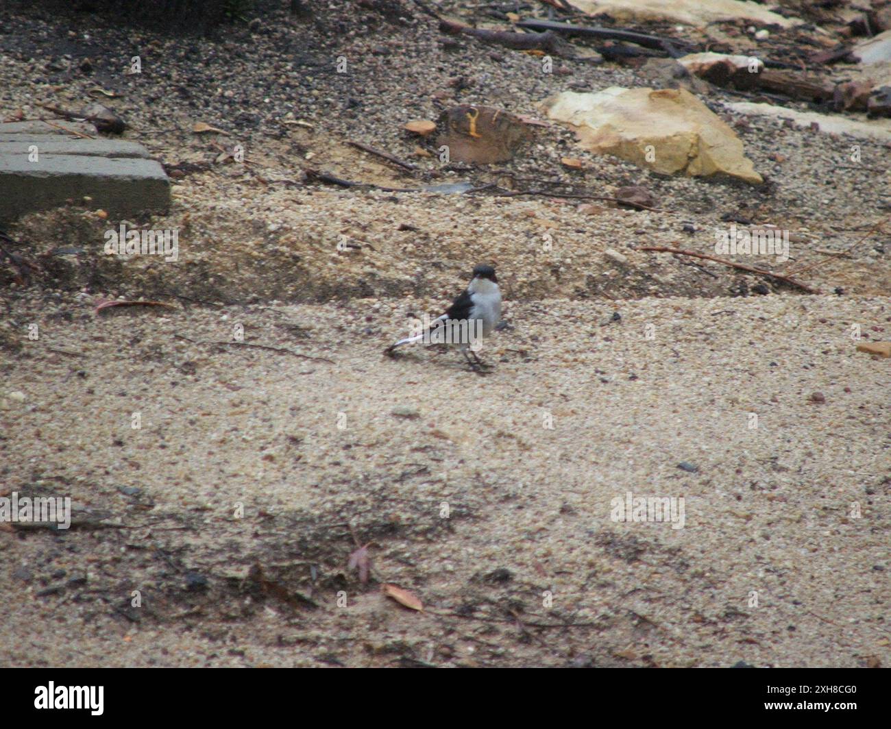 Fiscal Flycatcher (Melaenornis silens) Hawequas Scout Ranch: Hawequas ...