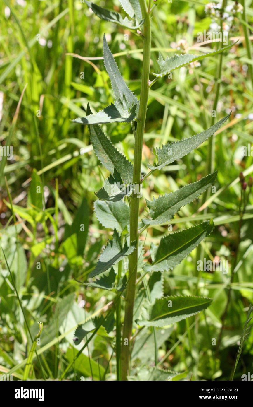 Arrowleaf Senecio (Senecio triangularis) sagehen creek fieldstation ...