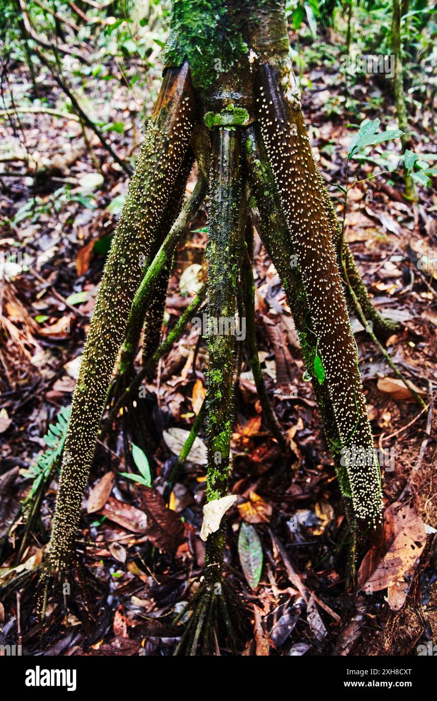 Socratea exorrhiza, or Walking Tree, Cuyabeno wildlife reserve, Amazon ...