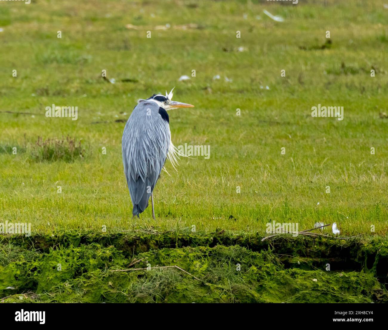 Feather grass in wind hi-res stock photography and images - Alamy