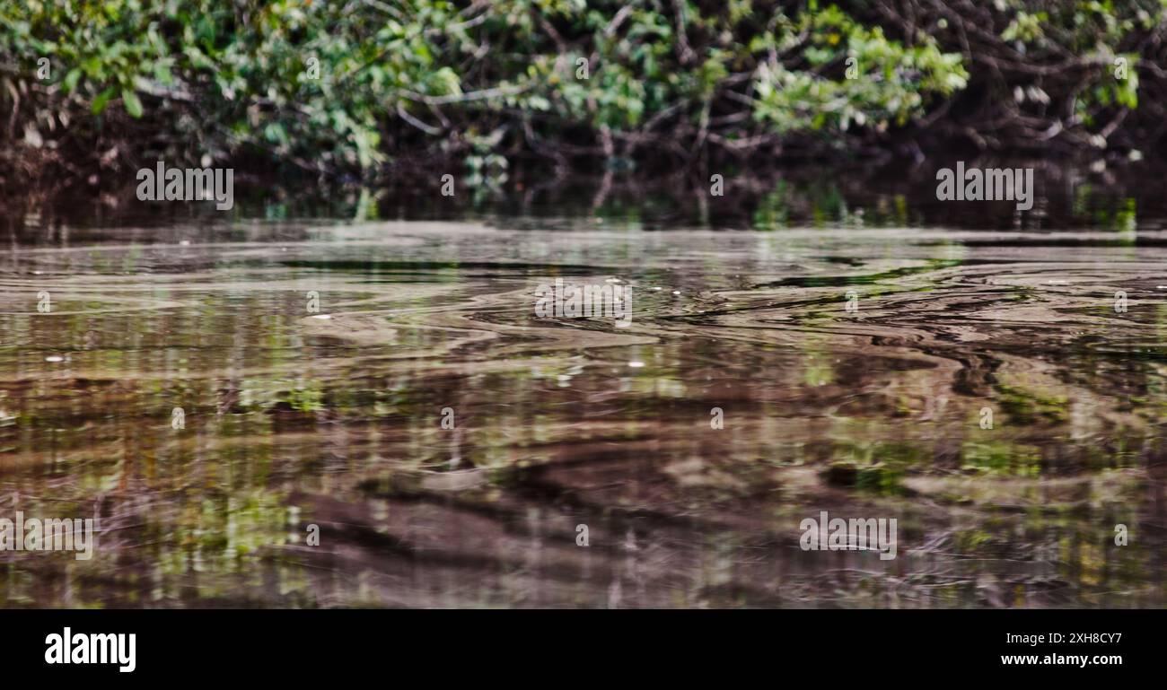 close up of the still river in the Amazon rainforest, Cuyabeno wildlife reserve, Amazon ...