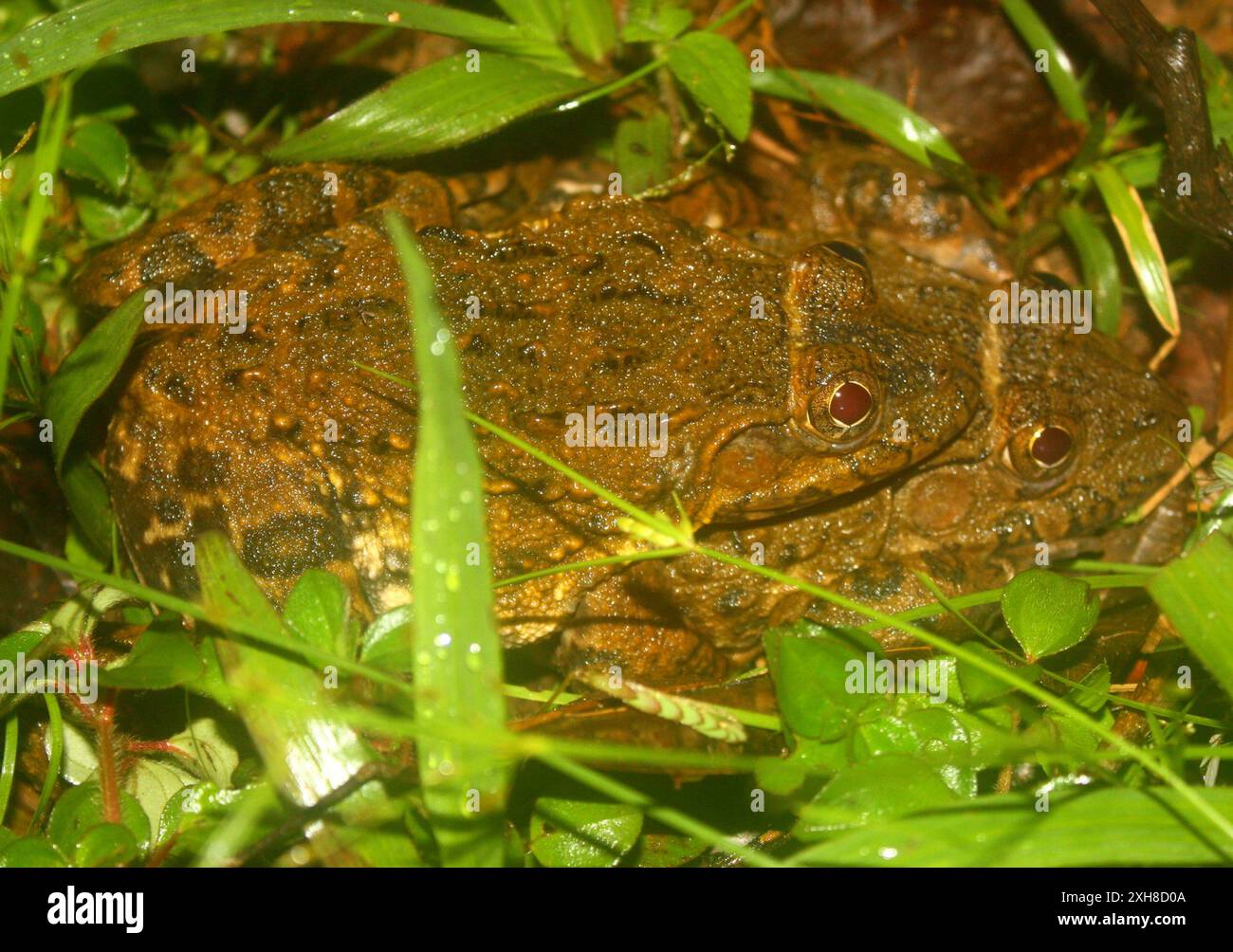 Crowned bullfrog (Hoplobatrachus occipitalis) Tai National Park Stock ...