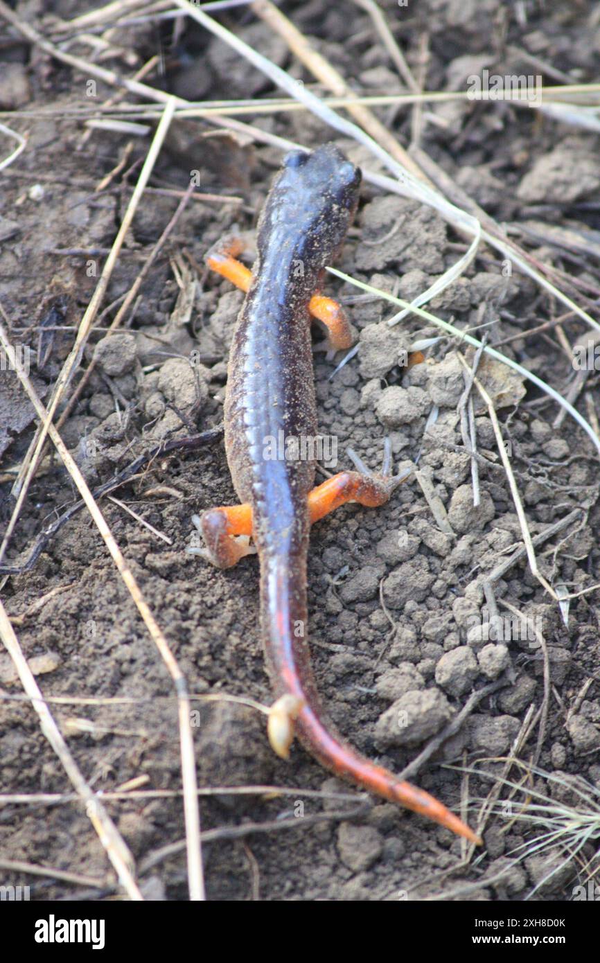 Ensatina (Ensatina eschscholtzii) healdsburg Ensatina (Ensatina ...