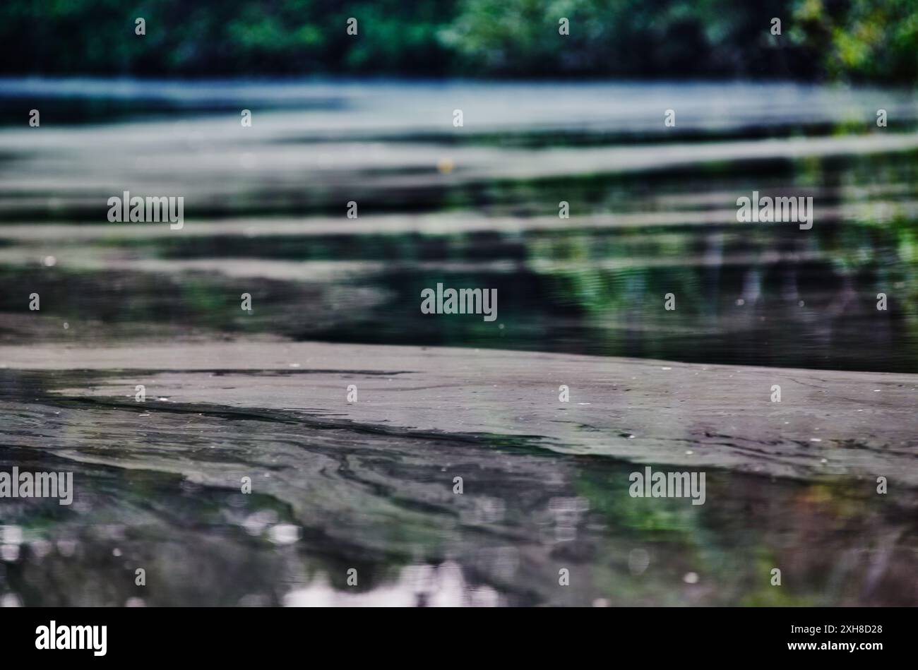 close up of the still river in the Amazon rainforest, Cuyabeno wildlife ...