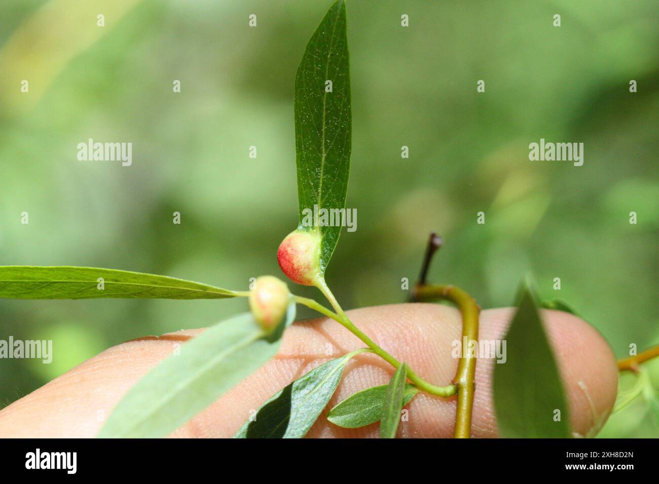 Willow Apple Gall Sawfly (Euura californica) sagehen creek fieldstation ...
