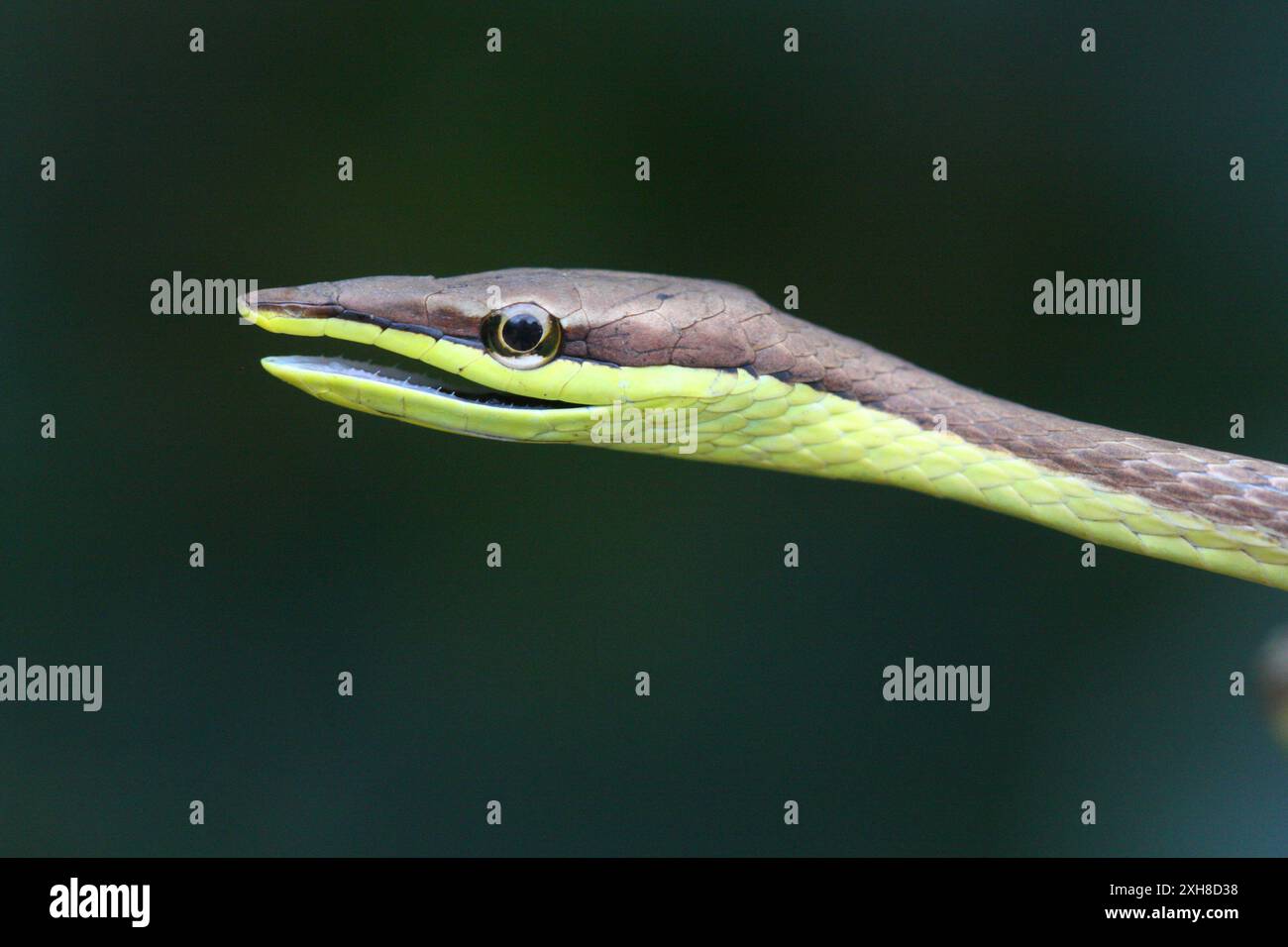 Thornscrub Vine Snake (Oxybelis microphthalmus) Sayulita Stock Photo ...