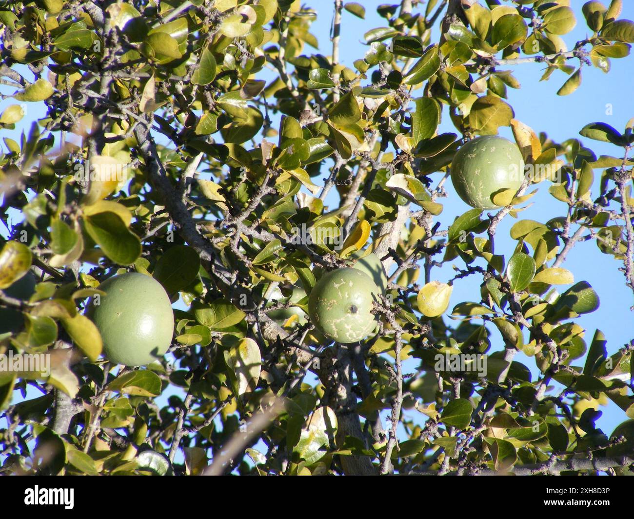 Black Monkey Orange (Strychnos madagascariensis) , Flag Boshielo Dam ...