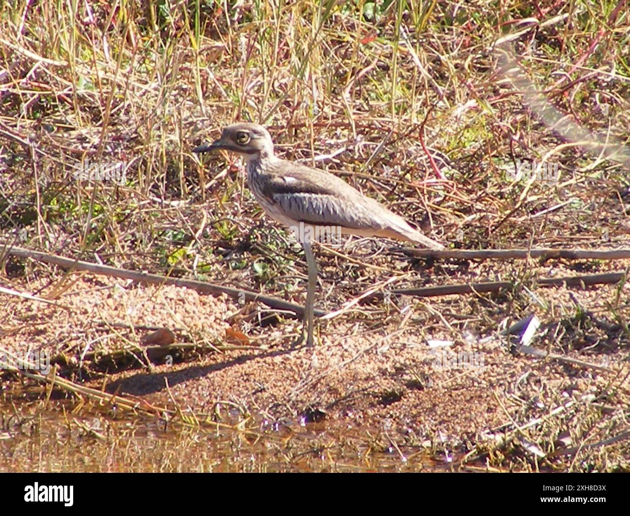 Ngwaritsi hi-res stock photography and images - Alamy