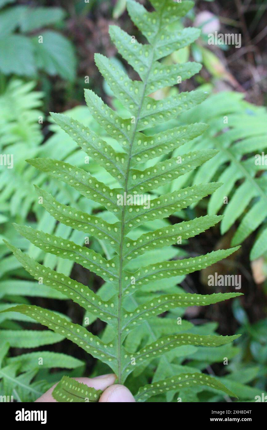 polypody ferns (Polypodium) , big basin Stock Photo - Alamy