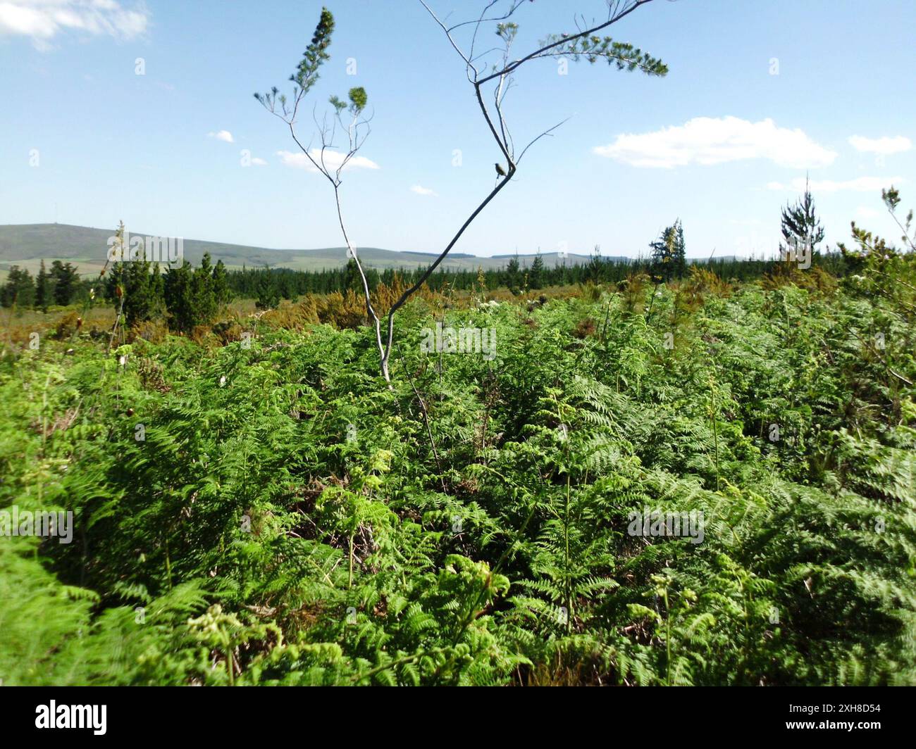 Southern Bracken (Pteridium aquilinum capense) , Langeberg Nature ...