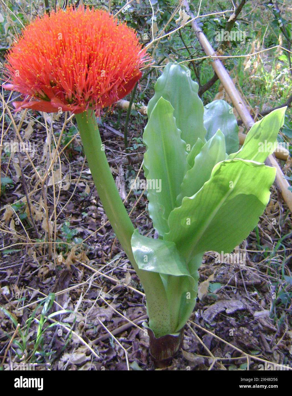Pienaars river hi-res stock photography and images - Alamy