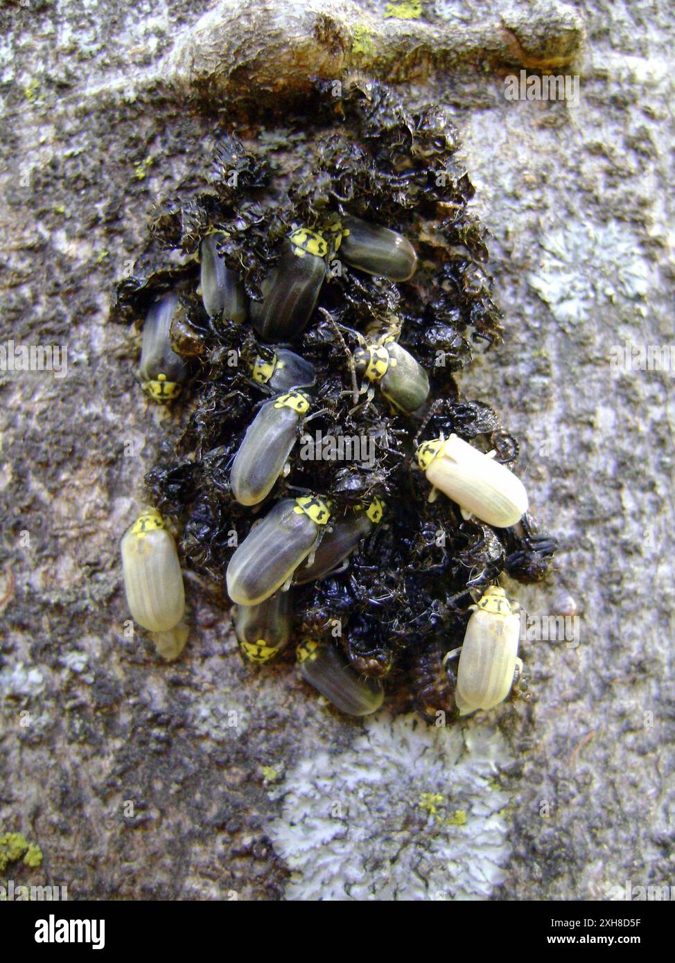 Stinkwood Leaf Beetles (Megaleruca) , Roodeplaat Farm (ARC), NE of ...