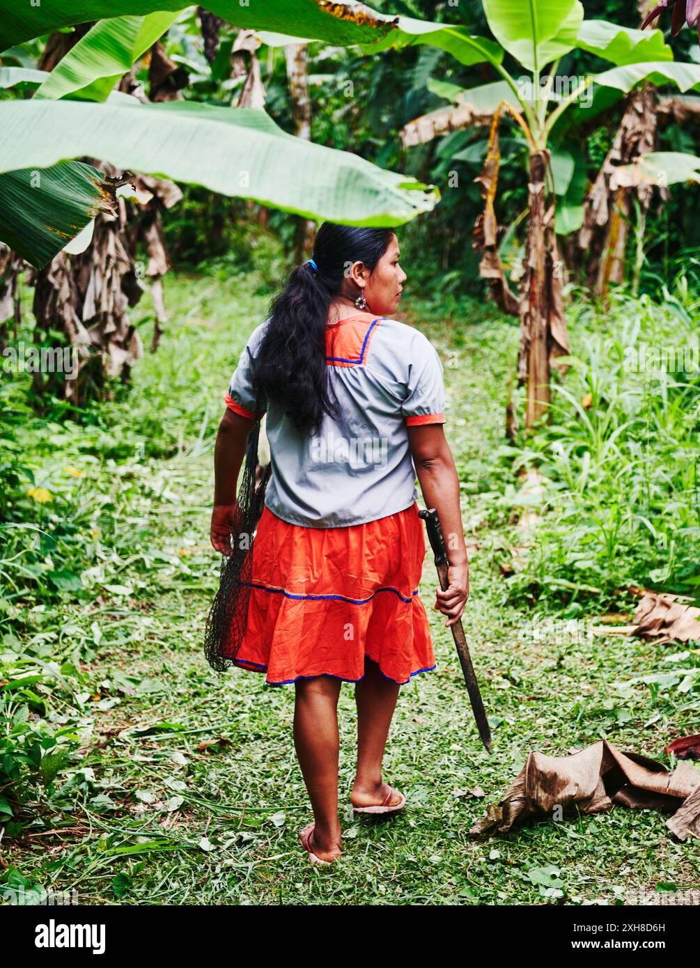 Indigenous woman cutting a yucca root tree in the Cuyabeno wildlife ...