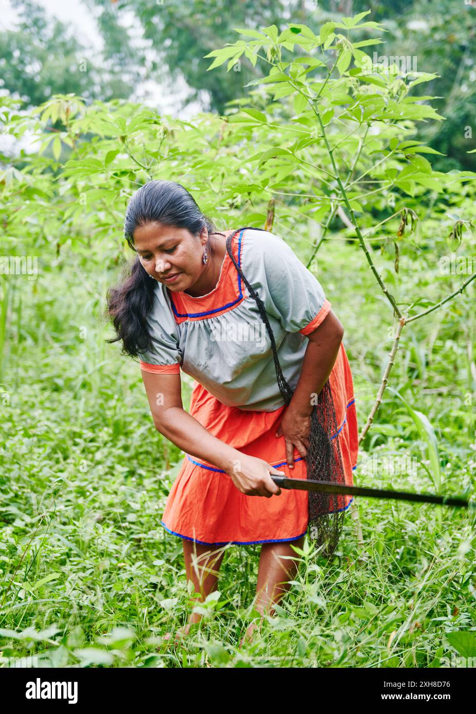 Indigenous woman cutting a yucca root tree in the Cuyabeno wildlife ...