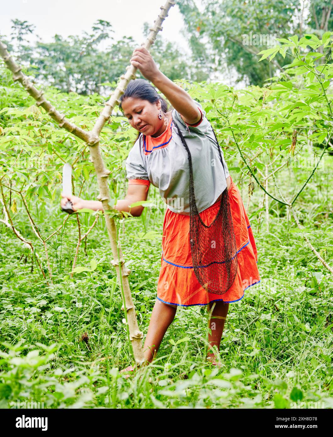 Indigenous woman cutting a yucca root tree in the Cuyabeno wildlife ...