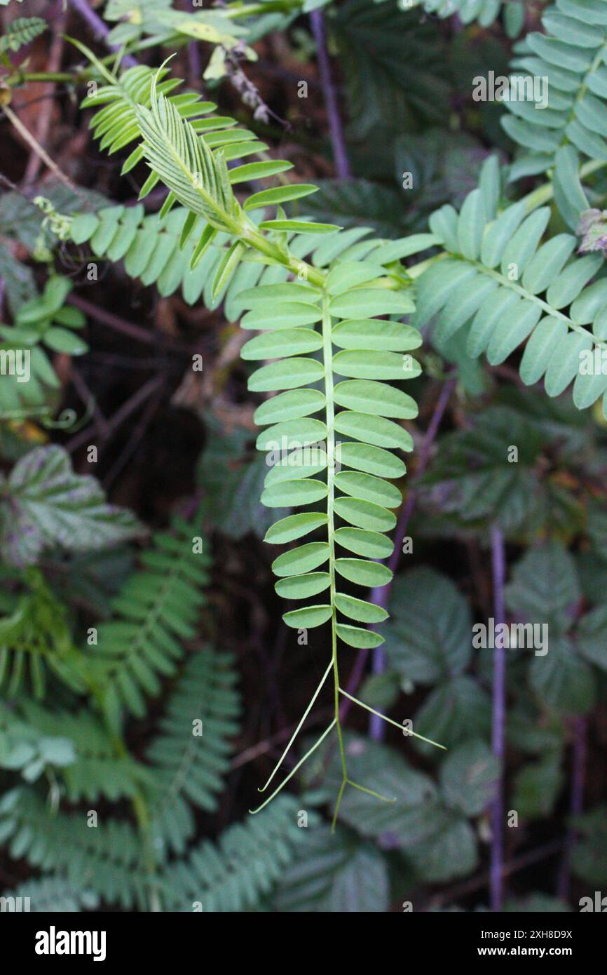 giant vetch (Vicia gigantea) sutro baths giant vetch (Vicia gigantea ...