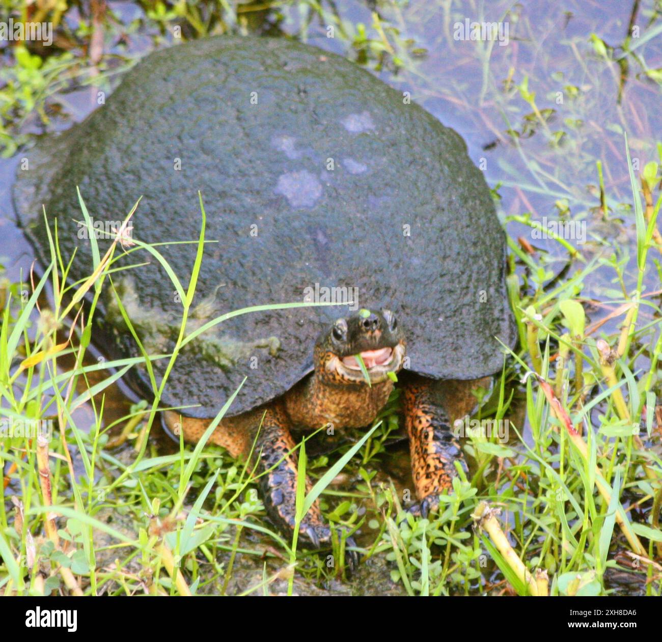Black River Turtle (Rhinoclemmys funerea) Panama Stock Photo - Alamy