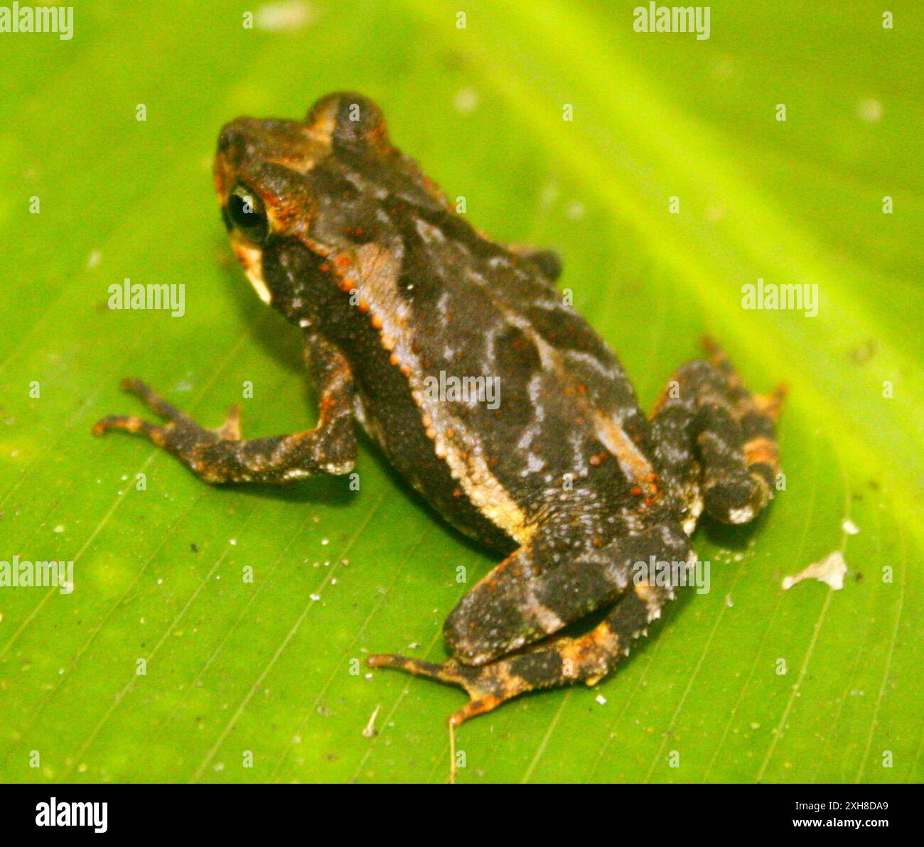 Incilius melanochlorus hi-res stock photography and images - Alamy