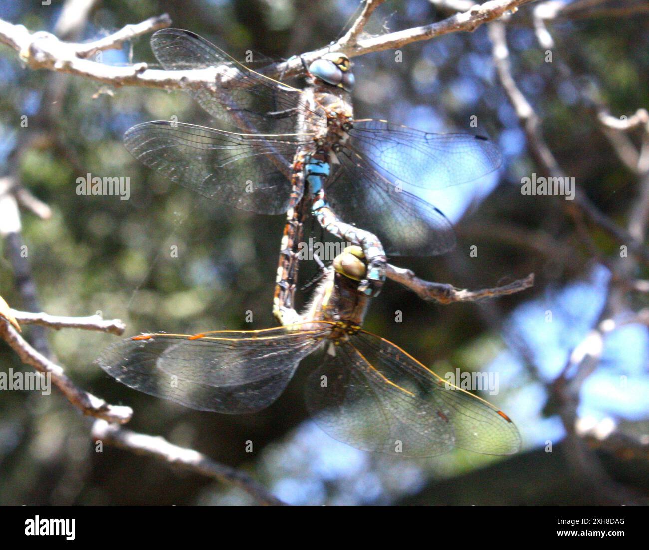 Blue-eyed Darner (Rhionaeschna multicolor) Sky Londa, California ...