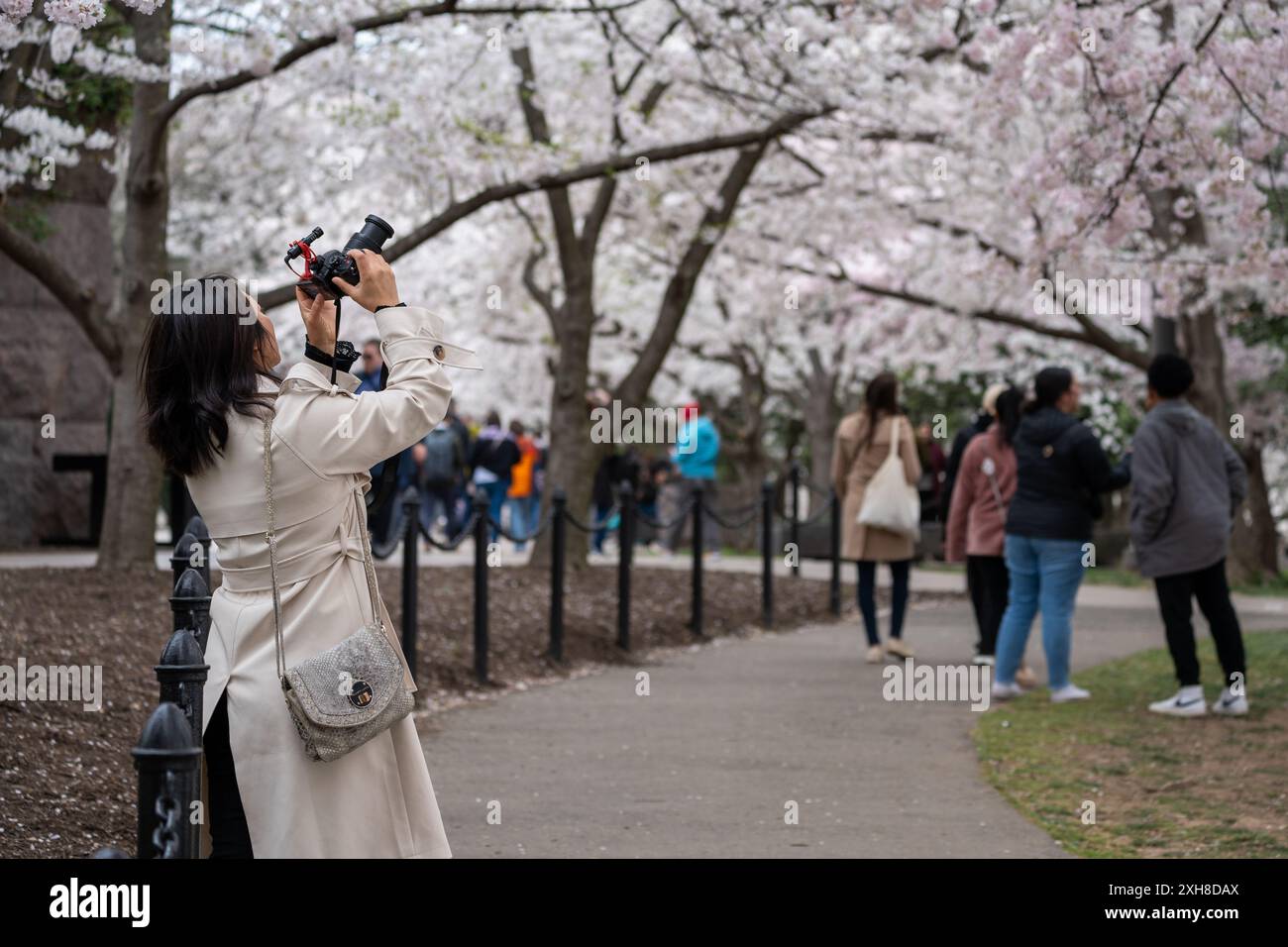 2024 washington dc cherry blossoms hi-res stock photography and images ...