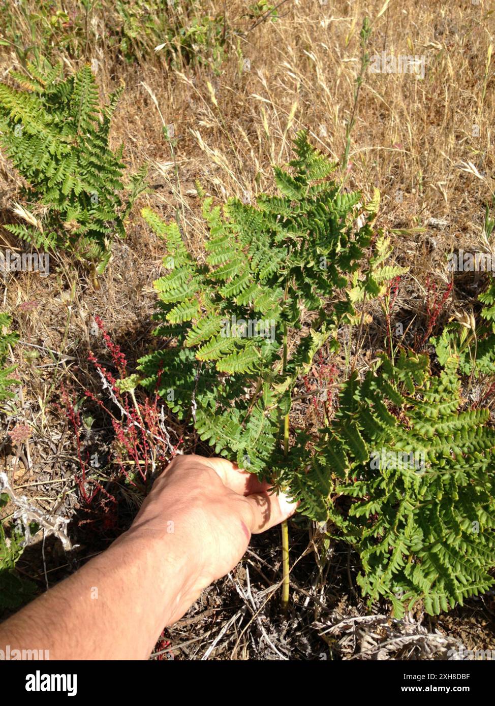 common bracken (Pteridium aquilinum) Milagra Ridge, Pacifica ...