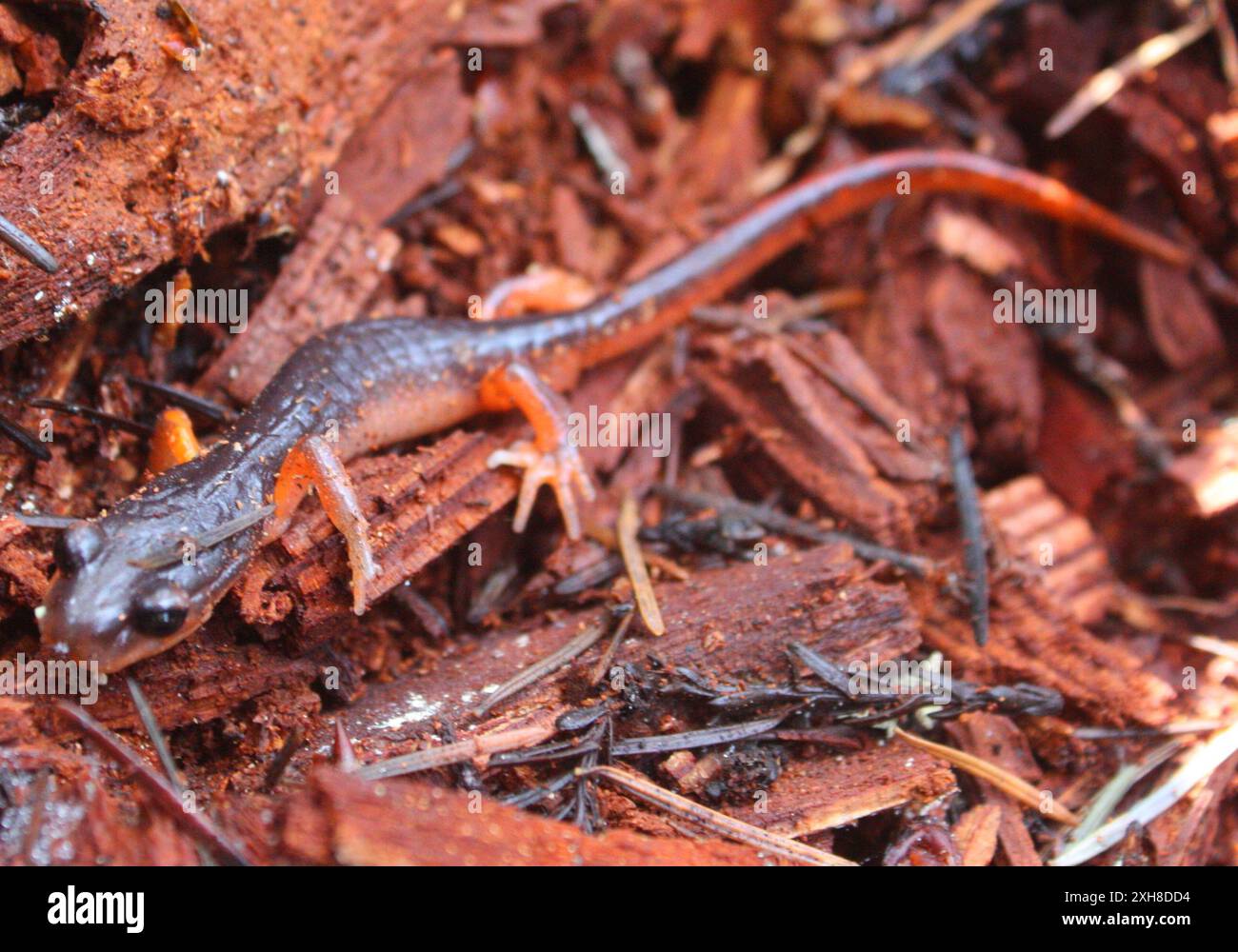 Ensatina (Ensatina eschscholtzii) Bothe State Park Stock Photo - Alamy