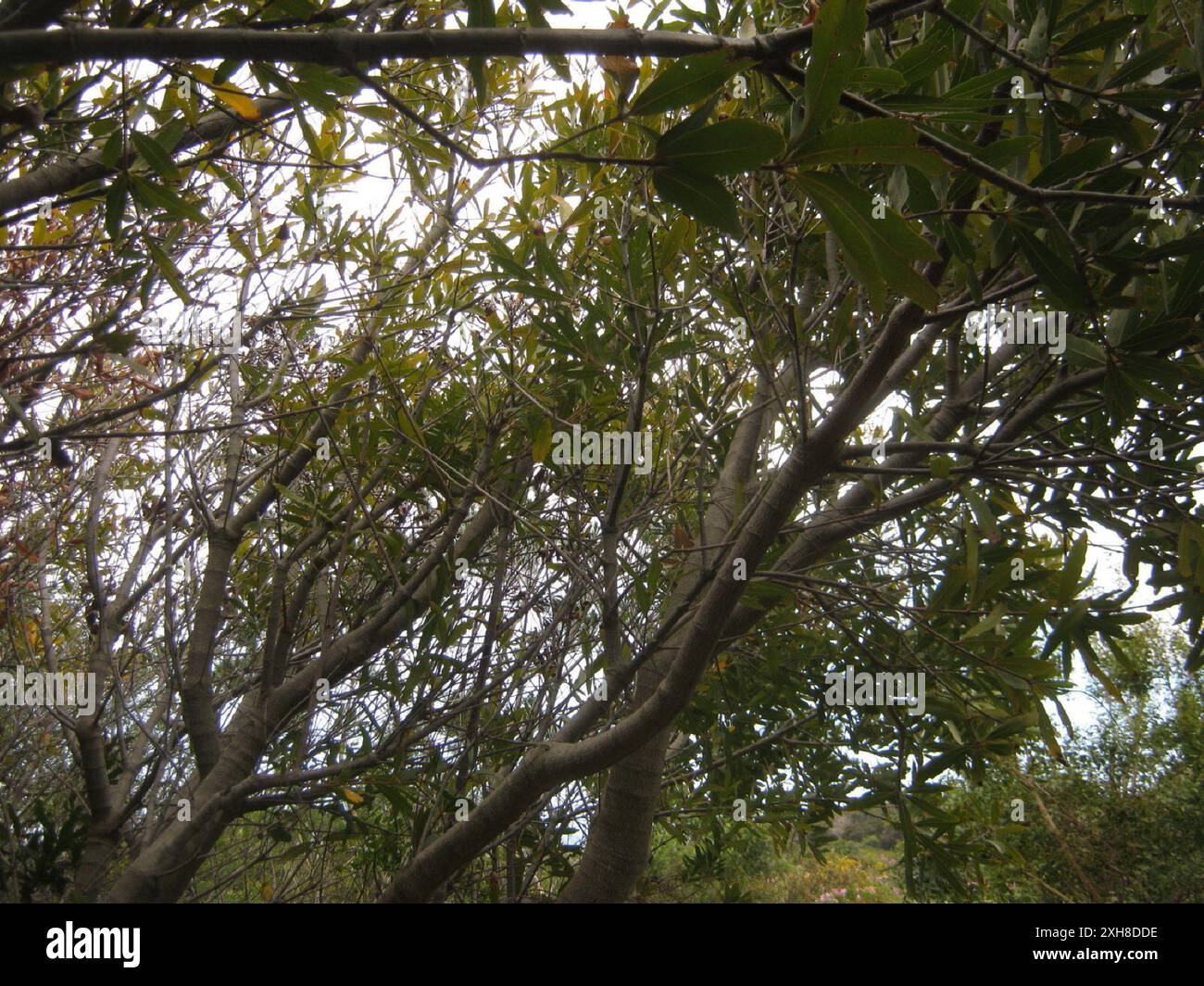 Brabejum hi-res stock photography and images - Alamy