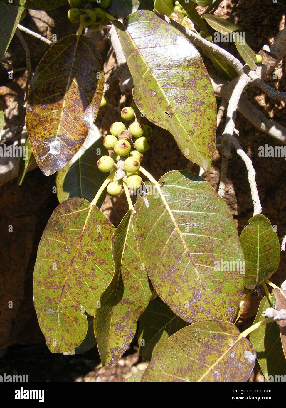 red-leaved fig (Ficus ingens) , Flag Boshielo Dam, Ngwaritsi: Flag ...