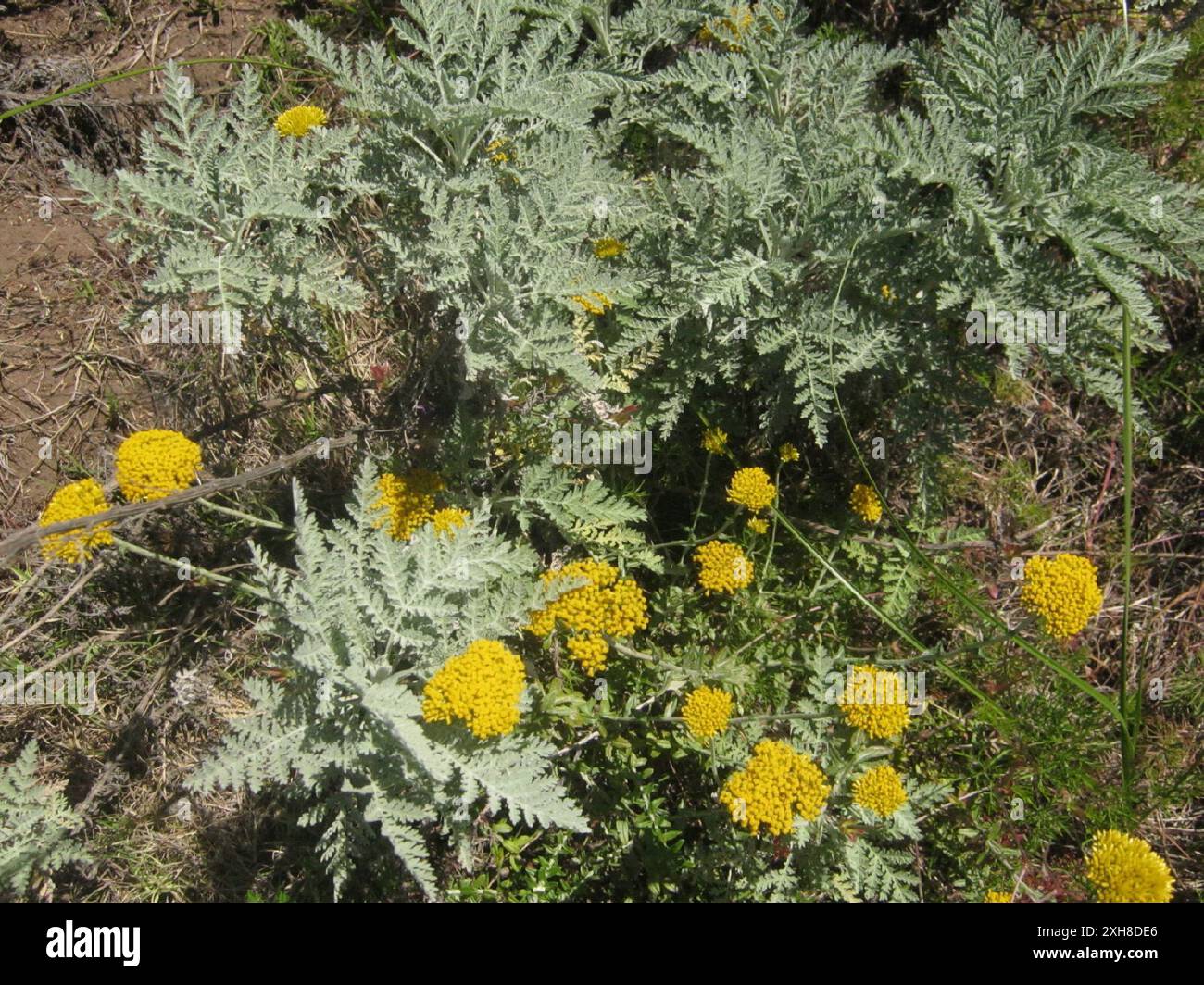 African wormwood hi-res stock photography and images - Alamy