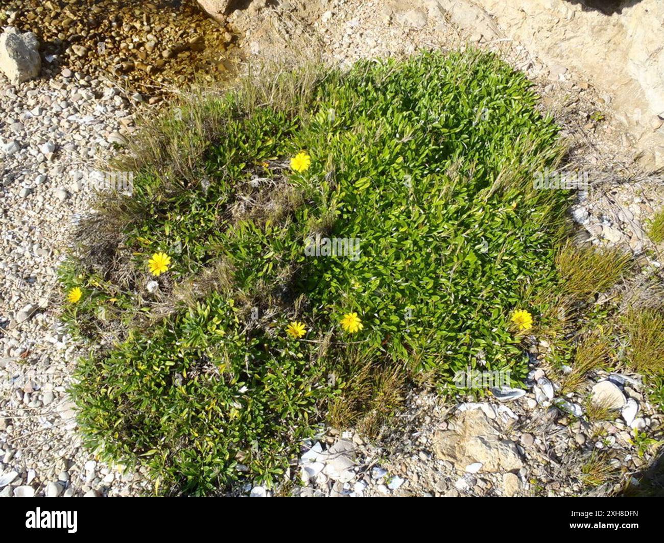 Greenleaf Trailing Gazania (Gazania rigens uniflora) , Keurboomstrand ...