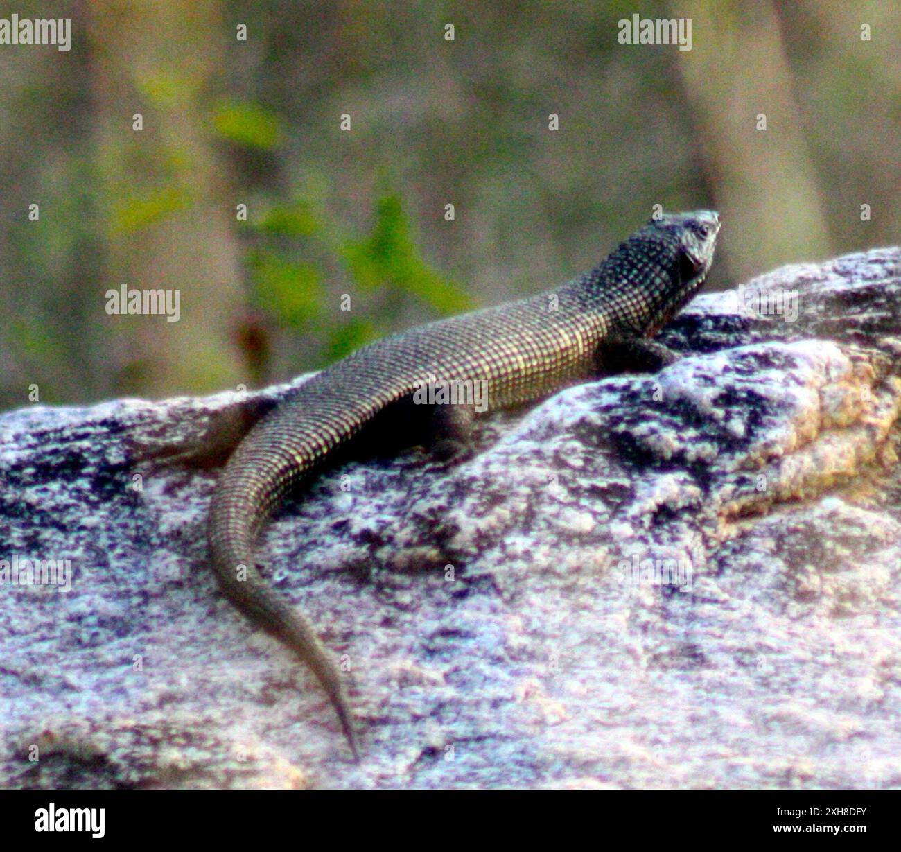 Common Giant Plated Lizard (Matobosaurus validus) , skukuza Stock Photo ...
