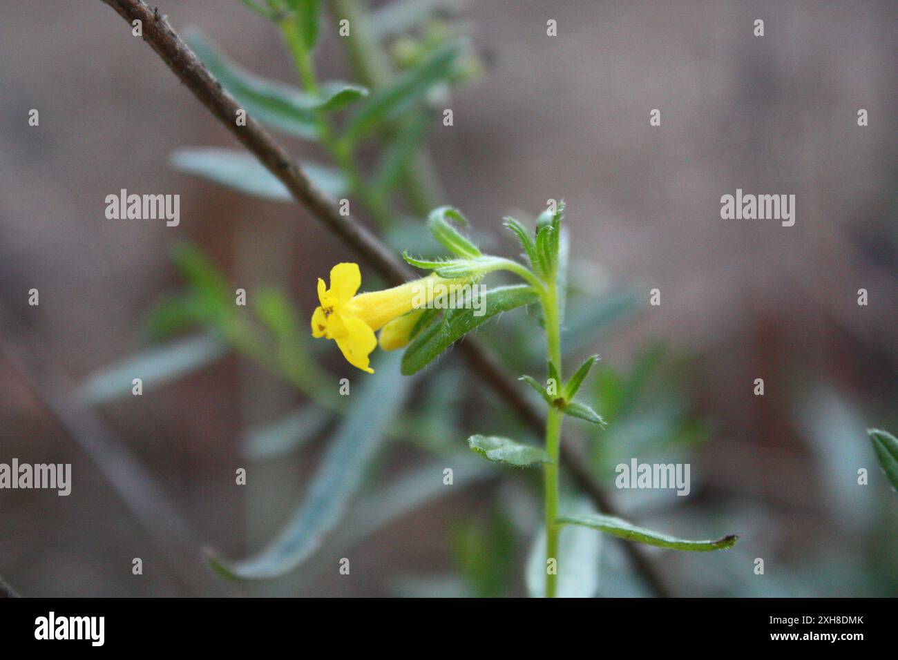 manyflowered gromwell (Lithospermum multiflorum) S Woody Mountain Rd ...