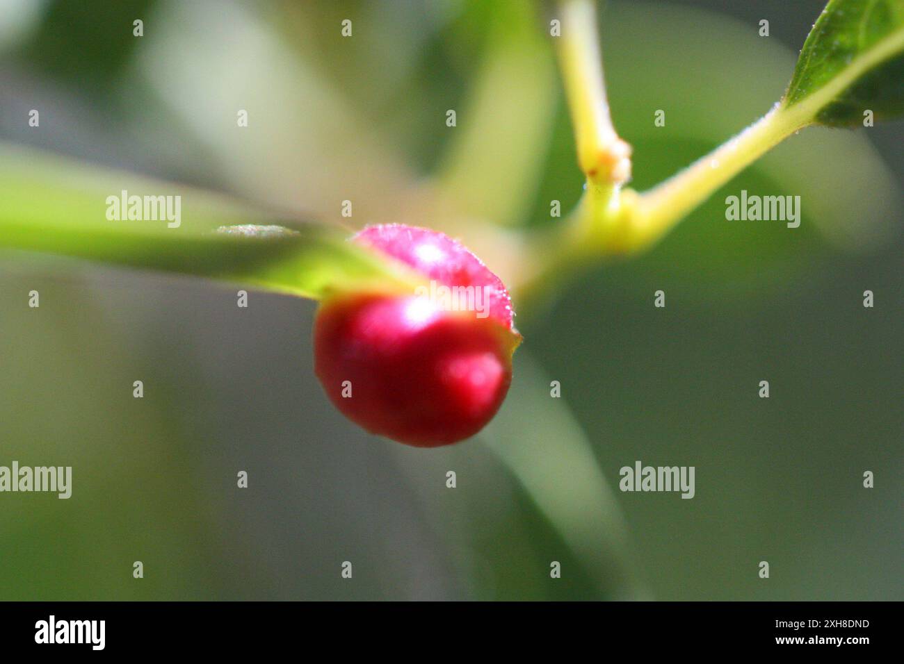 Willow Apple Gall Sawfly (Euura californica) sagehen creek fieldstation ...