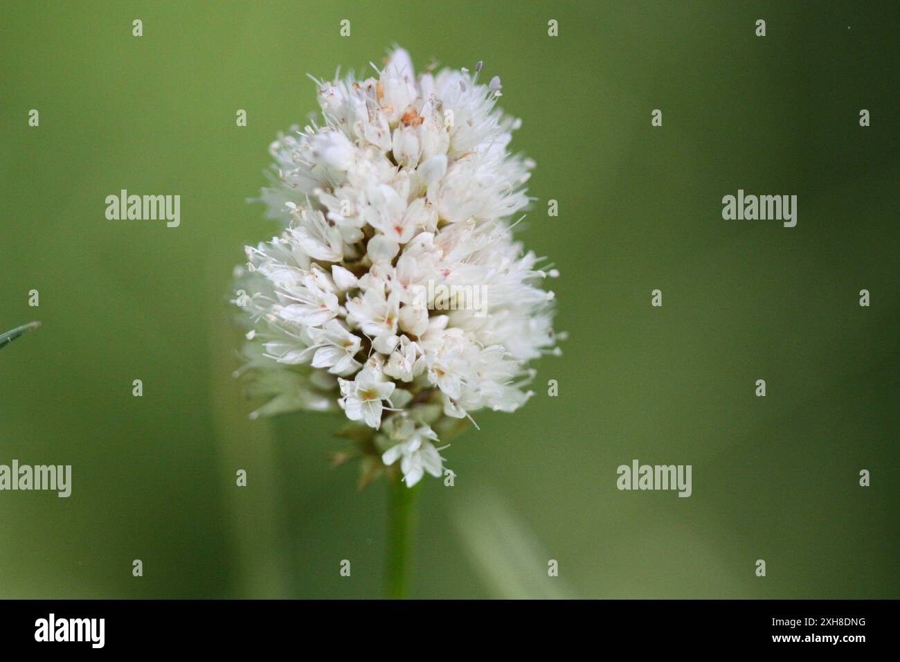 American bistort (Bistorta bistortoides) sagehen creek fieldstation ...