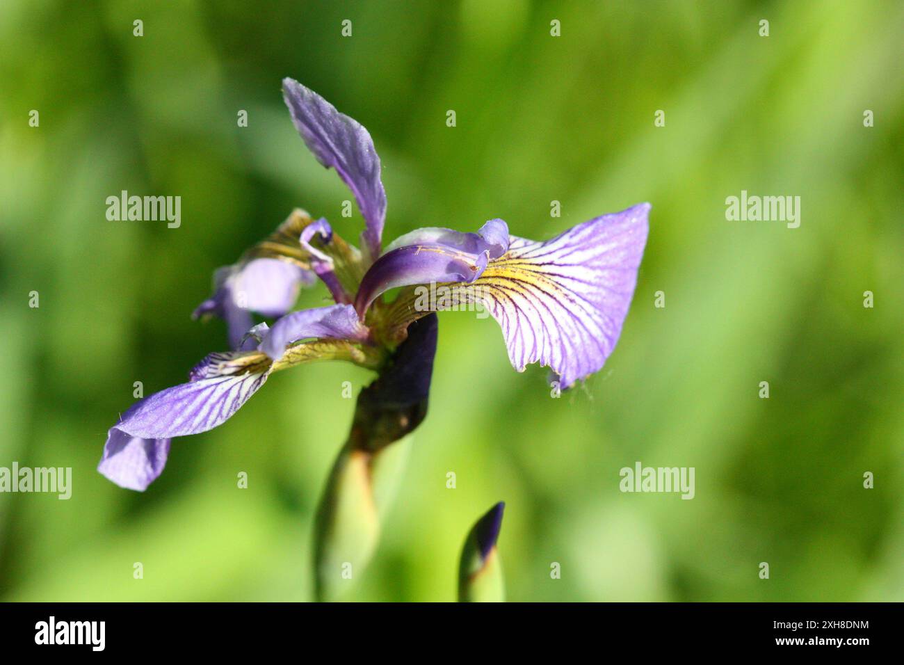 northern blue flag (Iris versicolor) minneapolis Stock Photo - Alamy