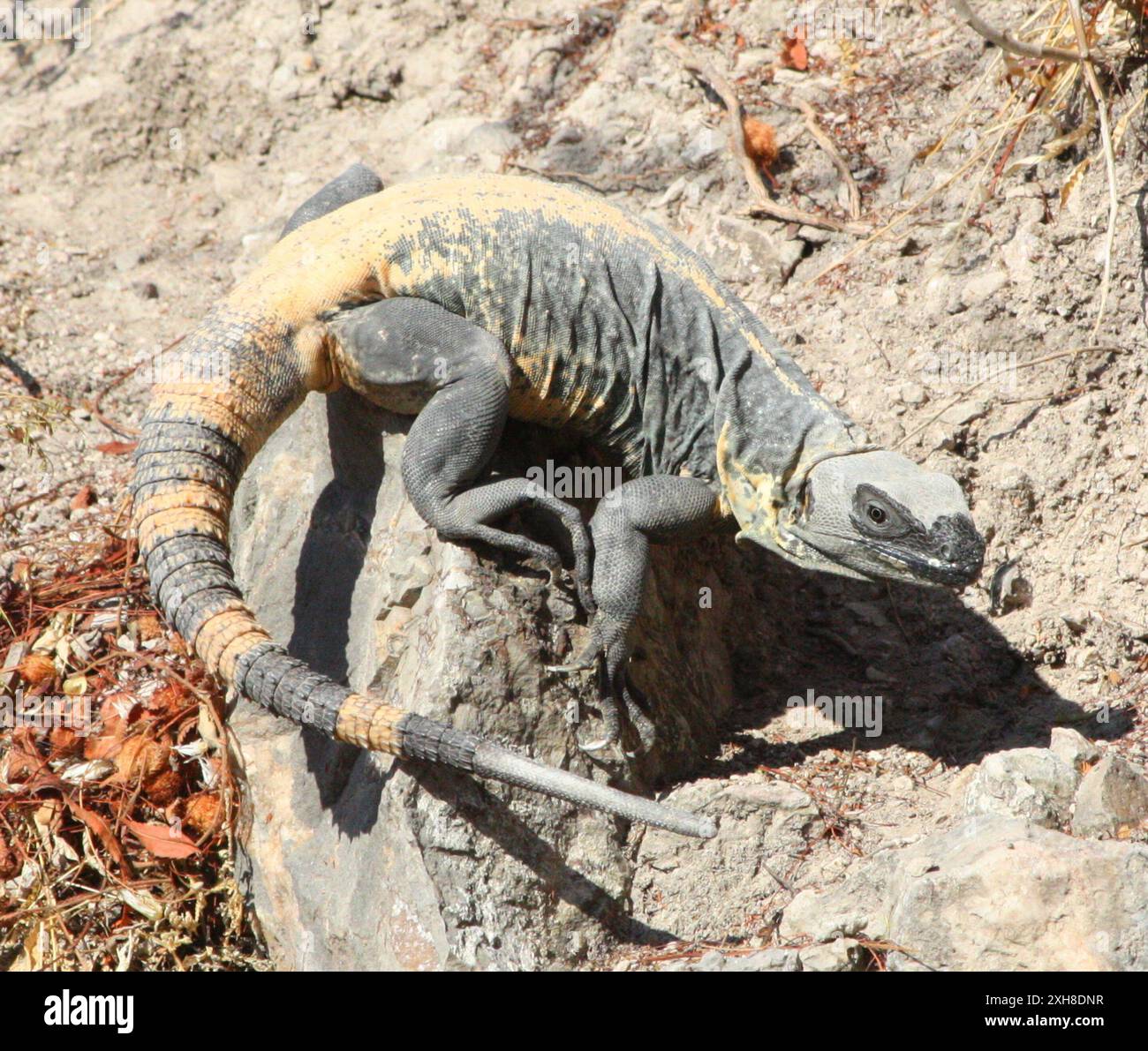 Western Spiny-tailed Iguana (Ctenosaura pectinata) Xochicalco Stock ...