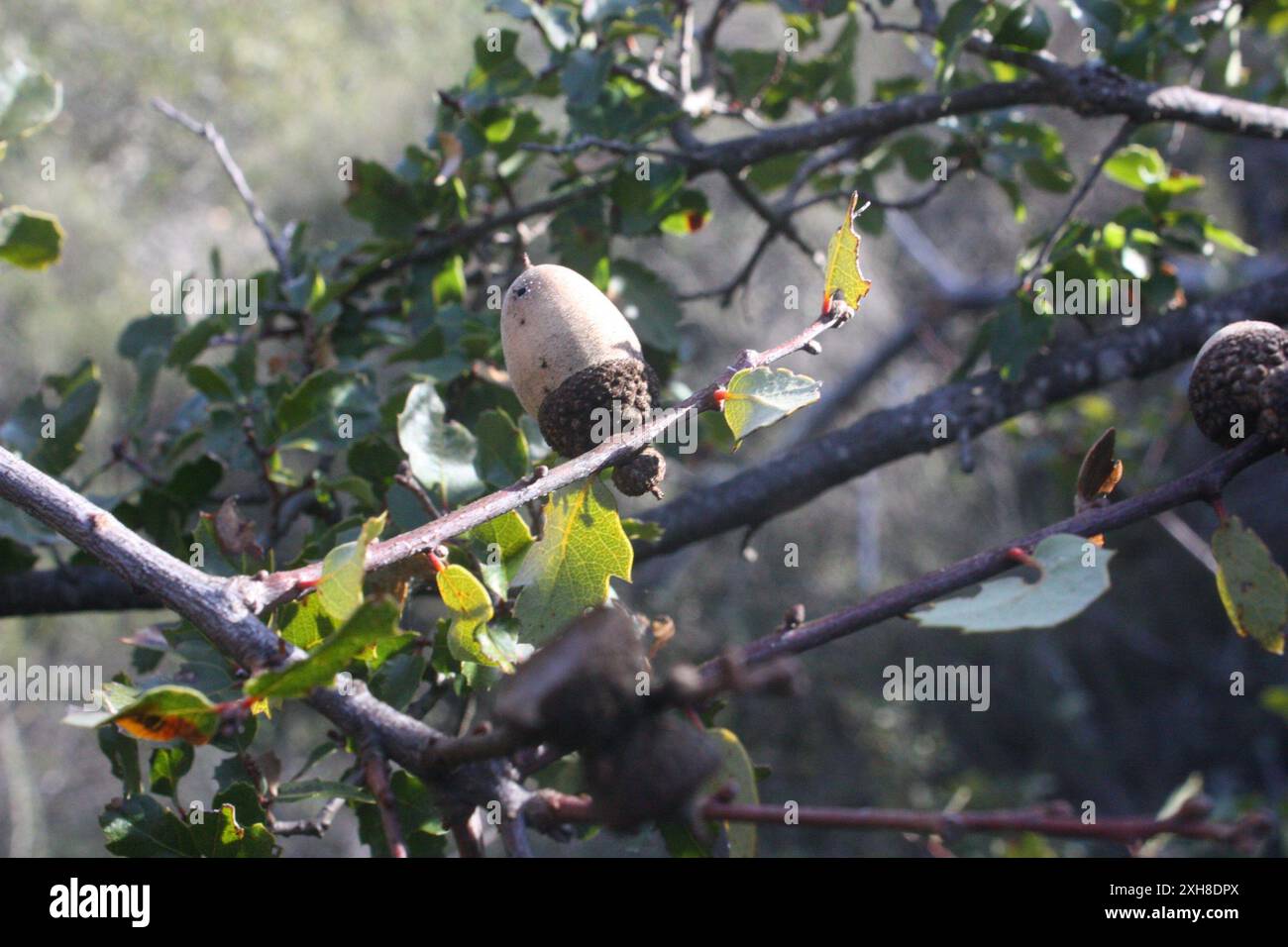 California scrub oak (Quercus berberidifolia) Bothe State Park Stock ...