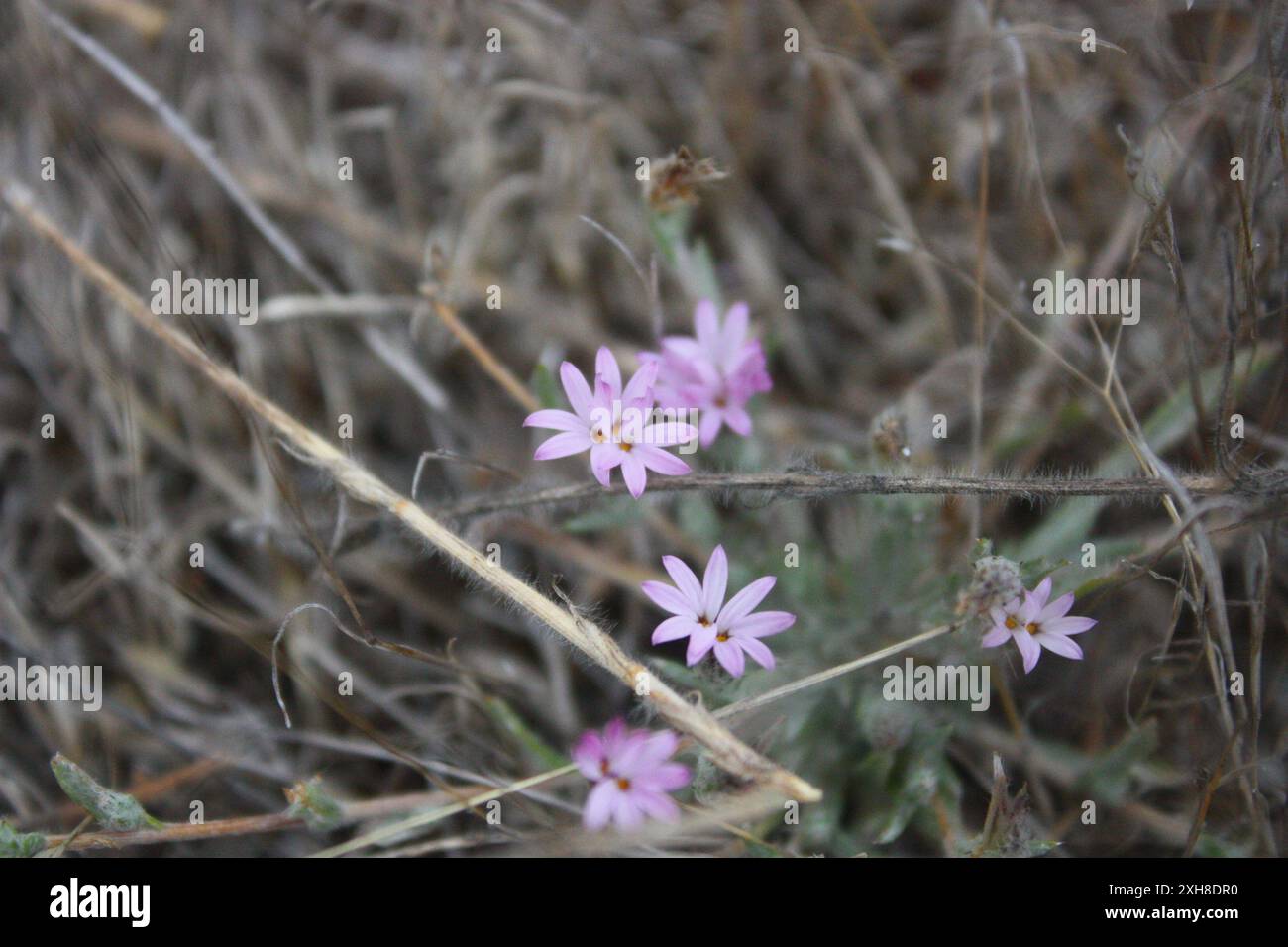 woollyhead lessingia (Lessingia hololeuca) , California, US Stock Photo ...