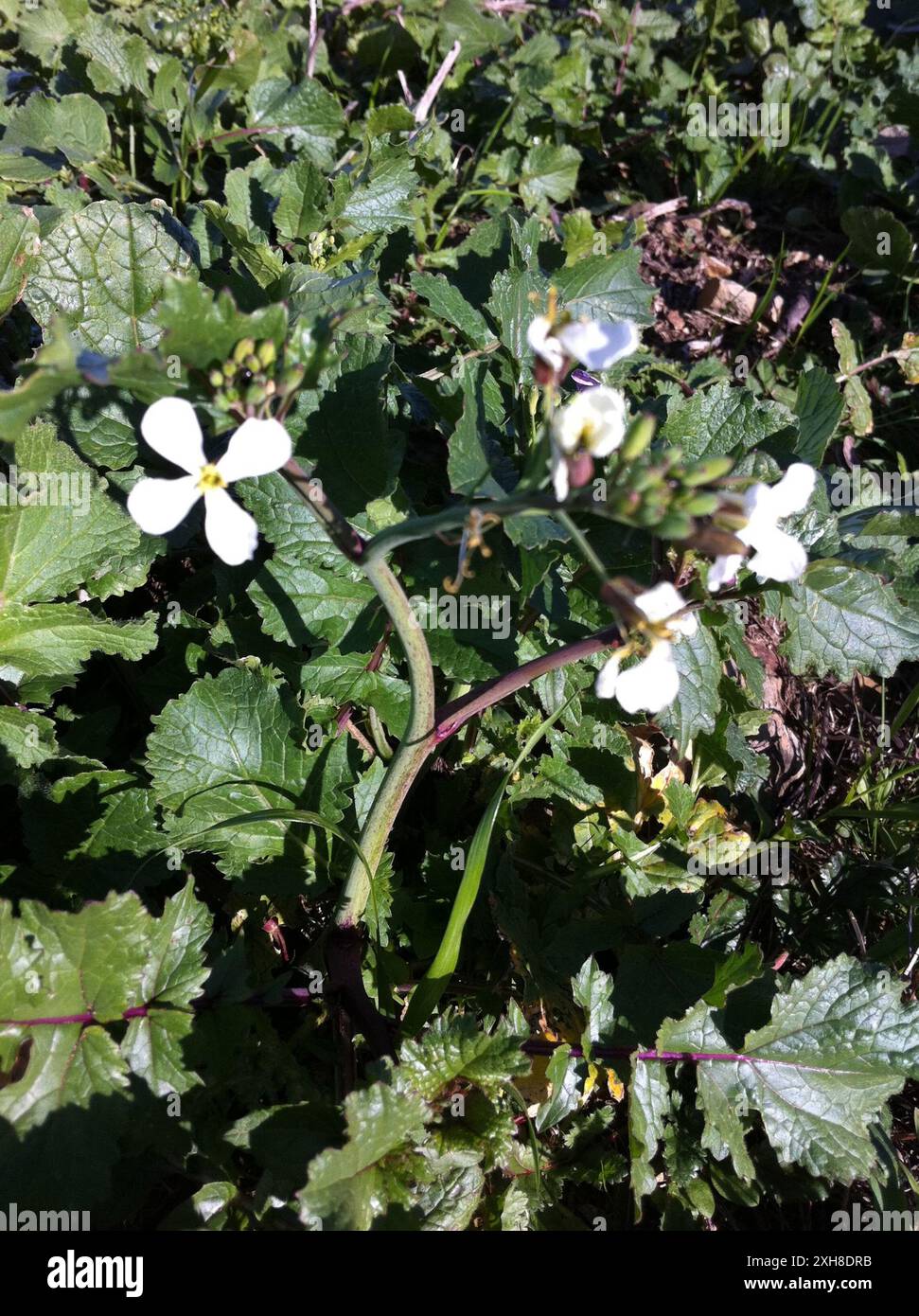 wild and domestic radish (Raphanus raphanistrum sativus) , San Bruno ...