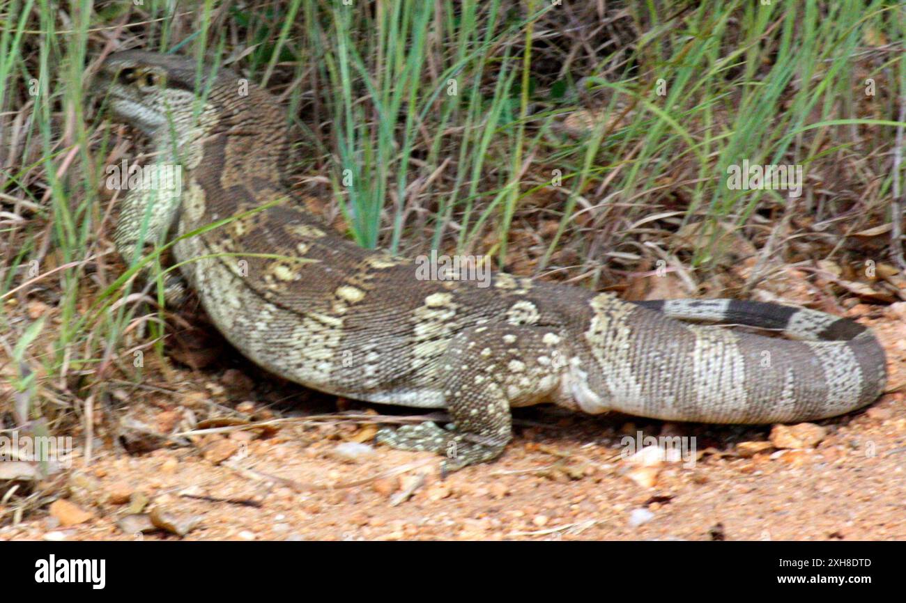 White-throated monitor (Varanus albigularis albigularis) , skukuza ...