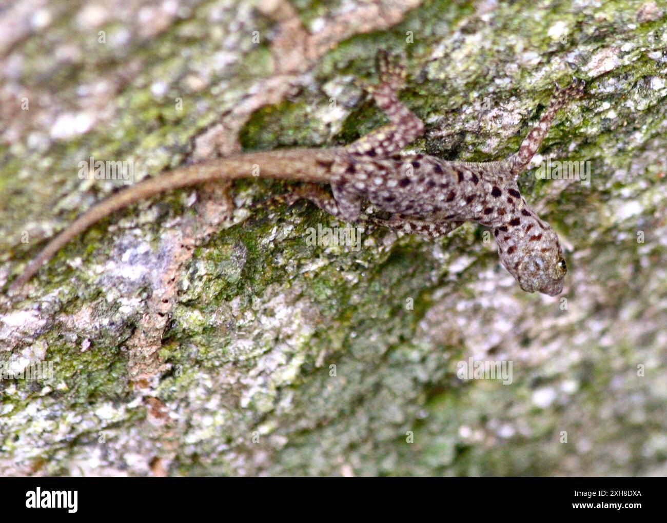 Yellow-headed Gecko (Gonatodes albogularis) Tayrona Park Stock Photo ...
