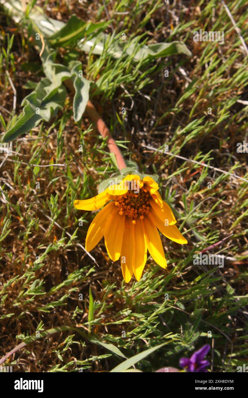 narrowleaf mule-ears (Wyethia angustifolia) San Carlos, California ...