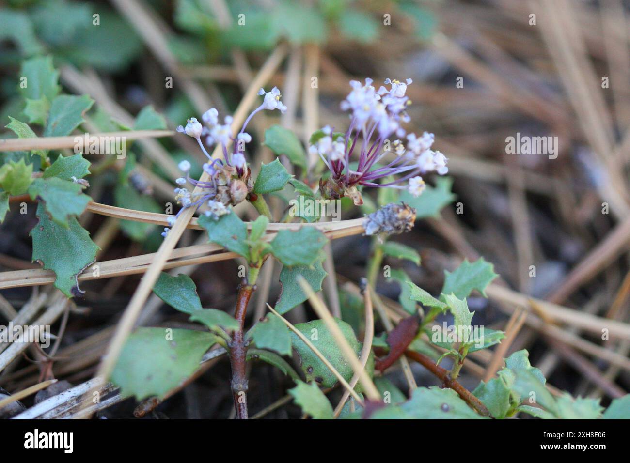 Mahala mat (Ceanothus prostratus) independence lake Stock Photo - Alamy
