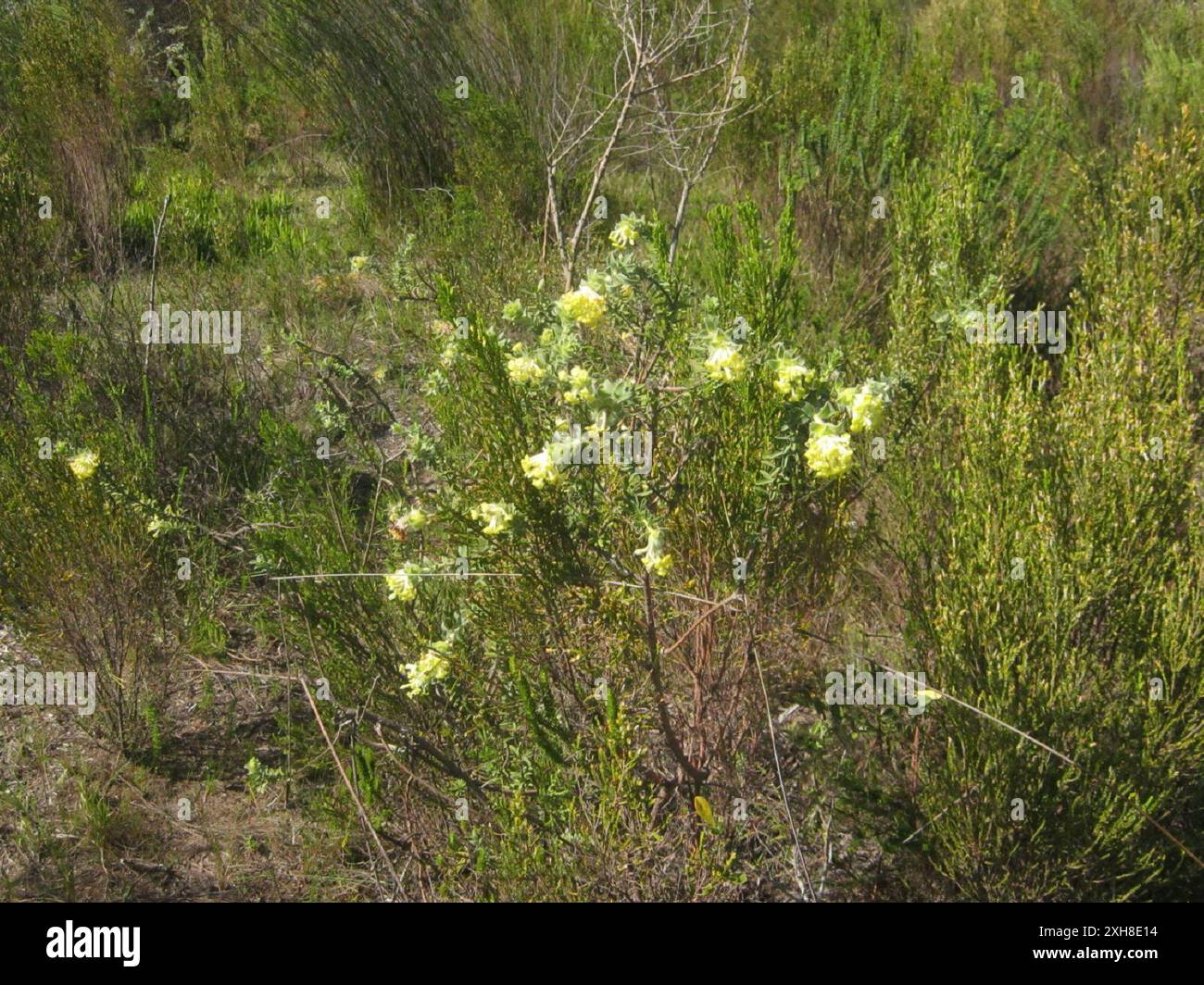 Fire Curryflower (Lasiosiphon anthylloides) 3 Valleyen between George ...