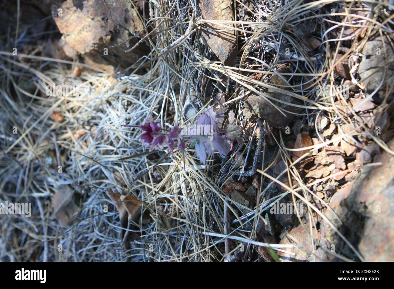 Mount Diablo jewelflower (Streptanthus hispidus) , California, US Stock ...