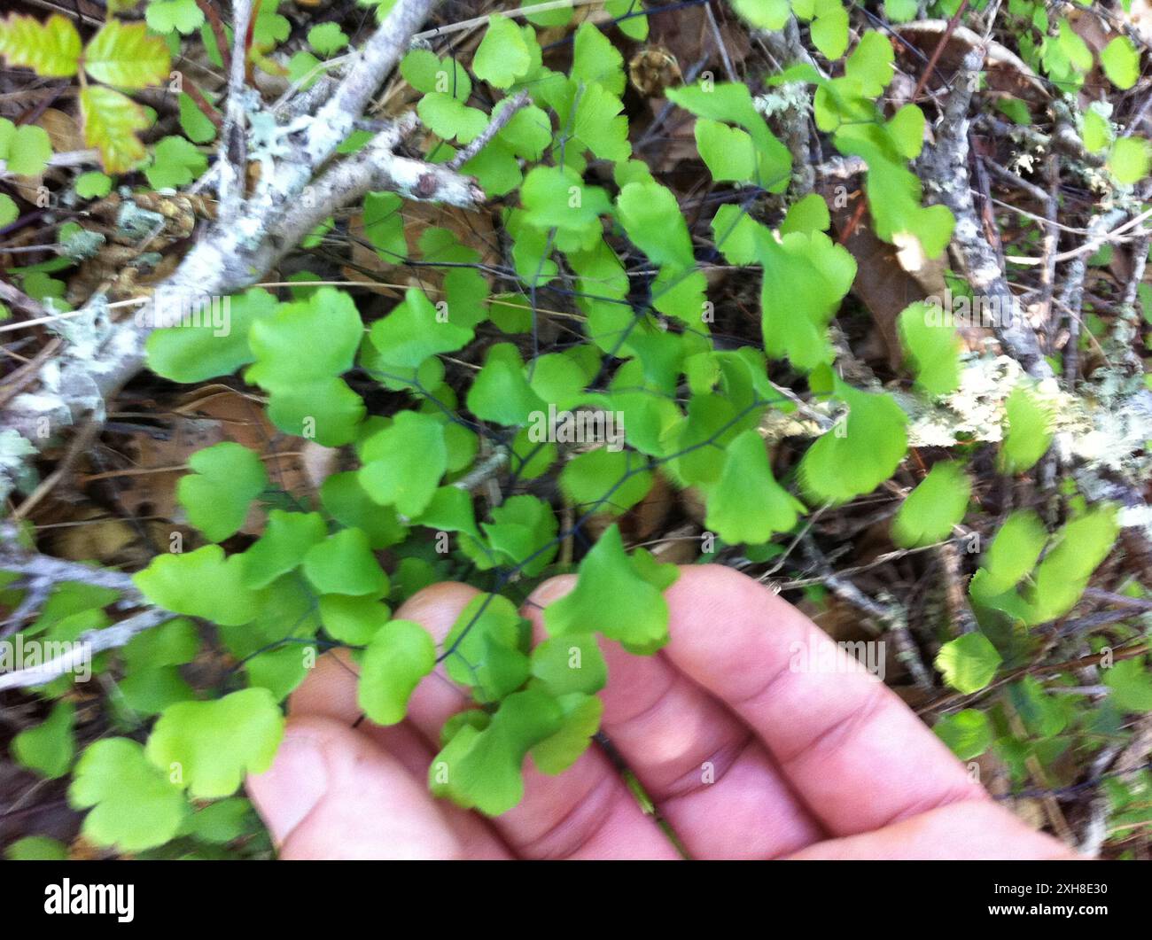 California Maidenhair Fern (Adiantum jordanii) , 37.40962600708008 ...