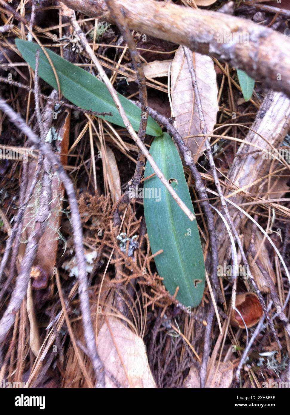 Flat Spurred Piperia (Platanthera transversa) , 37.054969787597656 ...